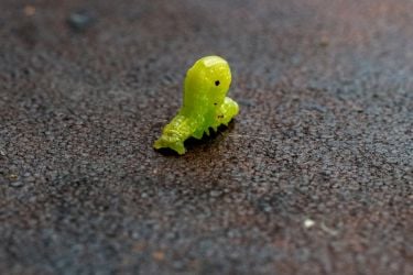 Technology Maximizing Aviation Customer Satisfaction | Future of Travel ...